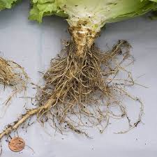 Cotton Information